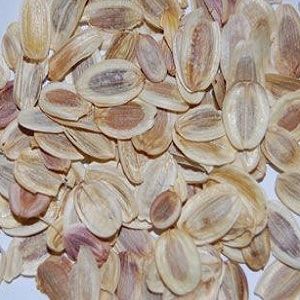 Asafoetida Seeds – Pure Asafoetida : The Mysterious Spice